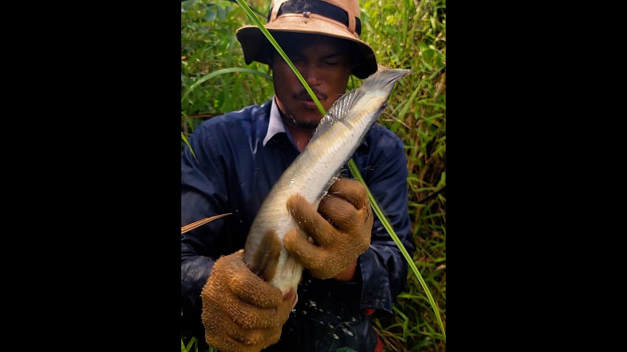 Skilled man! Trapped! caught fish, frogs, snakes, turtles!.. - YouTube
