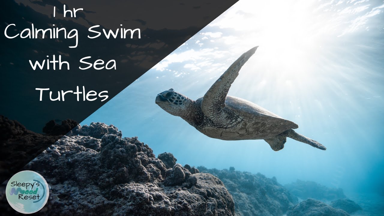 1 hr Calming Swim with Sea Turtles - YouTube