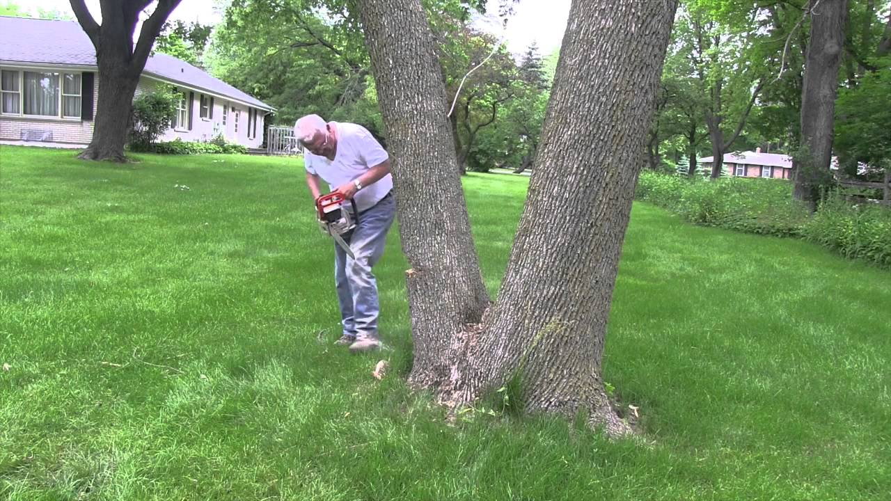 Tree Cutting, chainsaw use, ash bore - YouTube