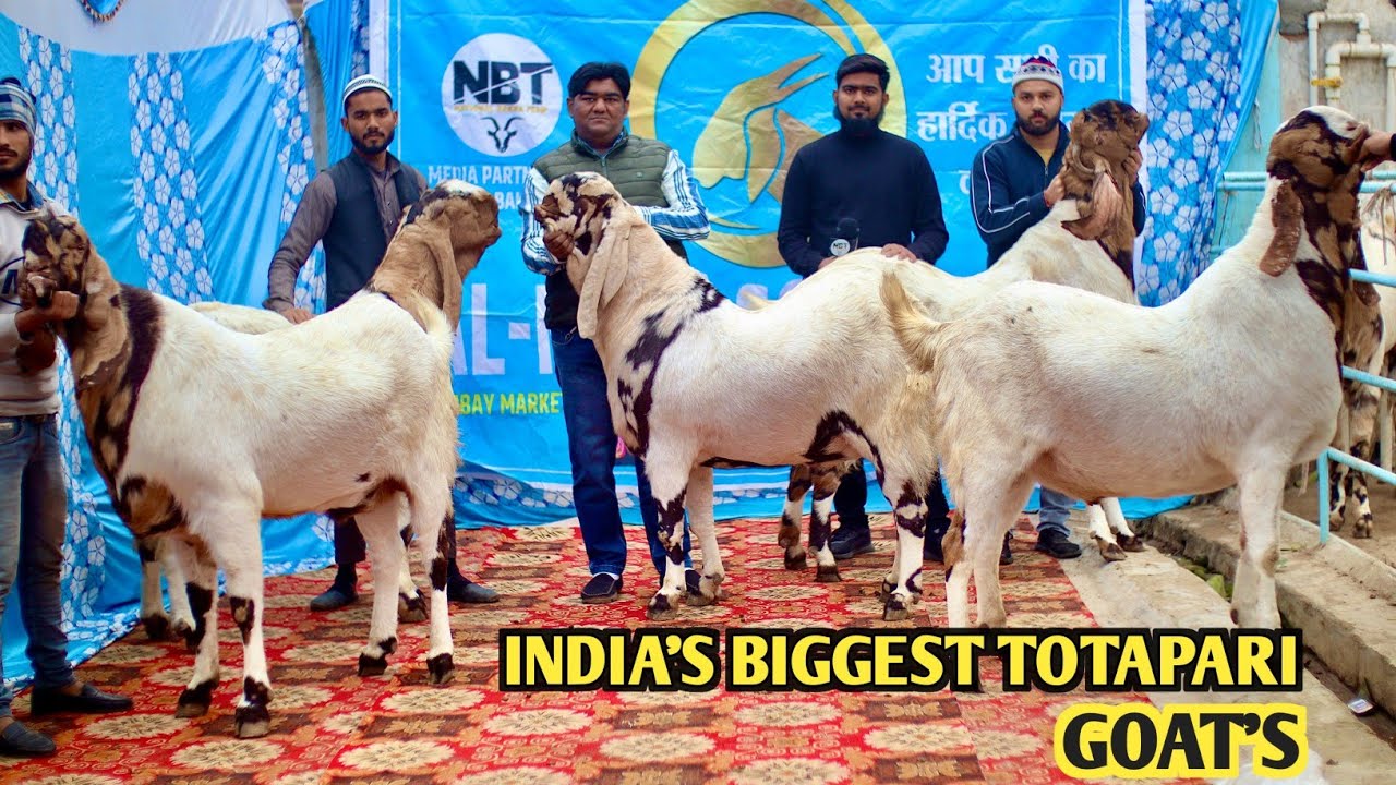 India's Biggest Totapari Goat's Ka Collection At Al Mira Goat Farm ...