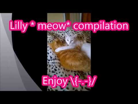 Lilly meow compilation - 礼来喵编译 - Lilly maullido compilación - Лилли мяу ...