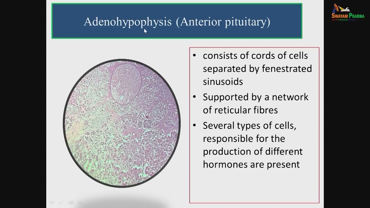 Posterior Pituitary Gland Histology Nerve Fibers Nerve Density And