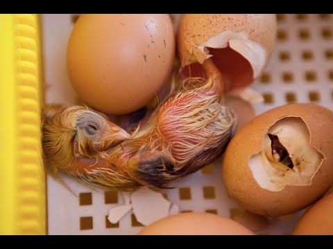 Naissance d'un poussin un vrai calvaire pour l'oiseau - YouTube