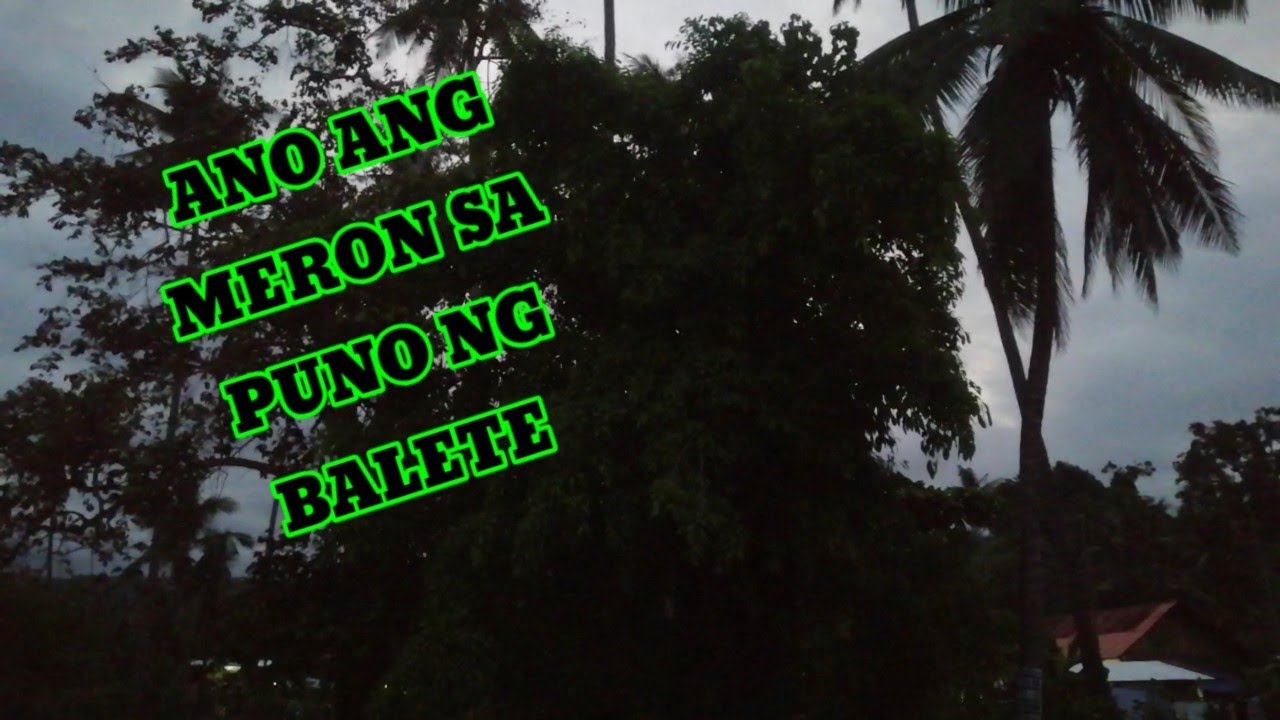 ANO ANG BUMABALOT SA PUNO NANG BALETE? | Buhay Probinsya - YouTube
