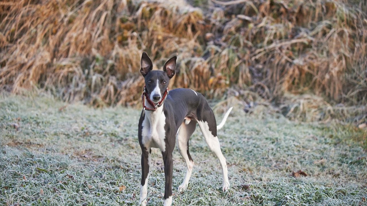 Unleash The Speed: A Look at the Incredible Whippet! - YouTube