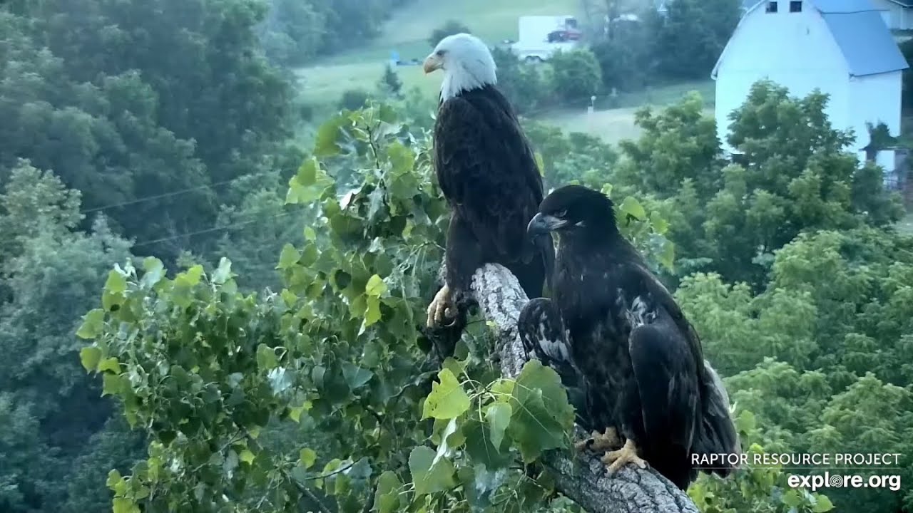 Decorah Eagles. DH2 & HM on the Y-branch - explore.org 06-27-2023 - YouTube