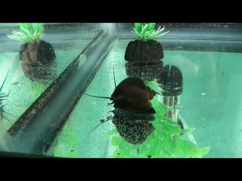 How To Clean Your Snail’s Shell - YouTube