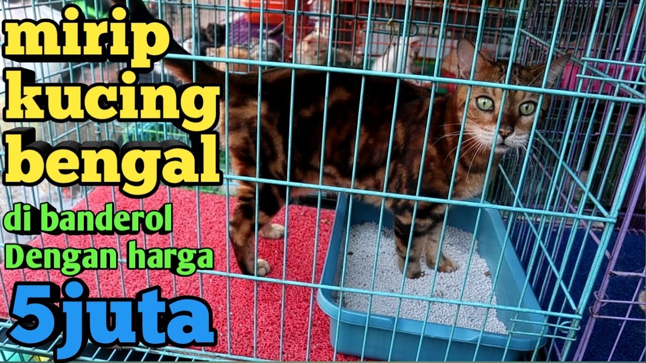 harga kucing di pasar hewan jatinegara - YouTube