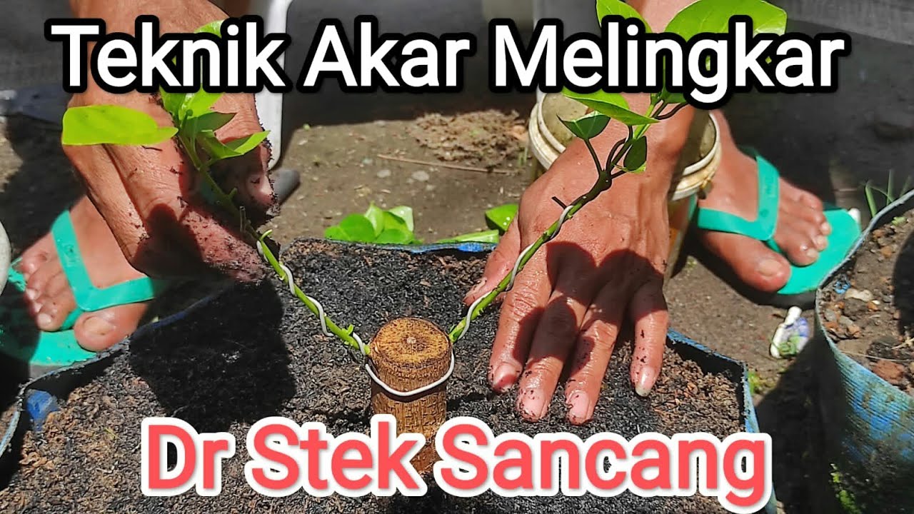 program akar melingkar dari hasil stek Sancang - YouTube
