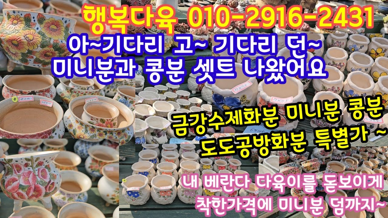 다육이 미니분 콩분 드디어 나왔어요 🌸금강수제화분 셋트 셋트 시리즈 도도공방화분 착한가격에 하나더 써비스 👌행복다육 010