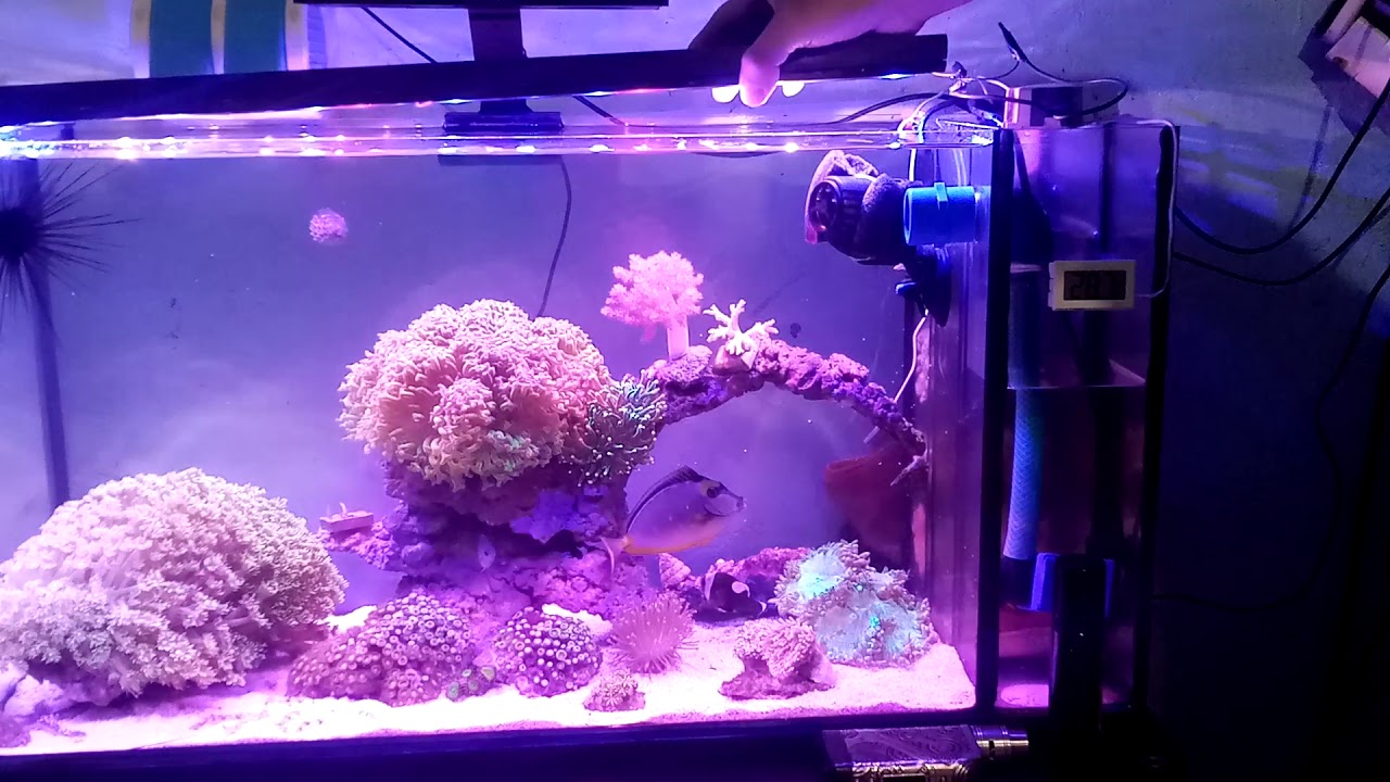 DIY Reef Light - YouTube