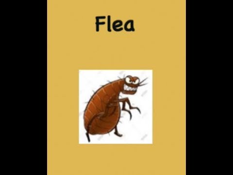6 FL Learn to read Flea Reading Practice English Pronunciation DIGRAPH ...