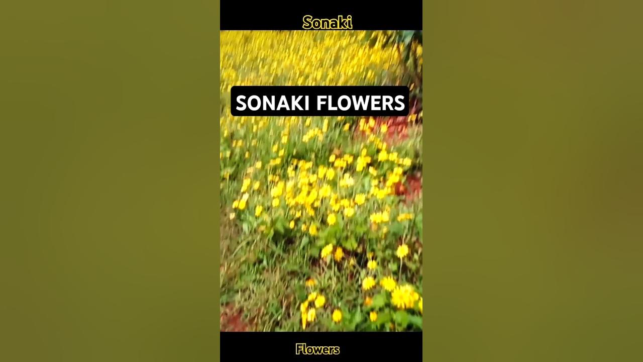 Sonaki Flowers | सोनकीची फुले - YouTube