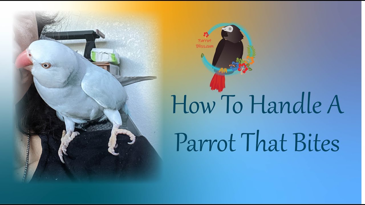 How To Handle A Parrot That Bites Hands - YouTube