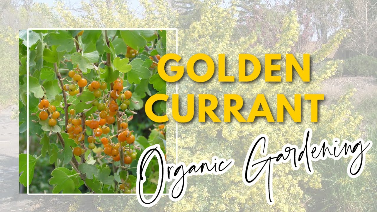 PLANTING GOLDEN CURRANTS IN CONTAINERS | EASY CONTAINER GARDENING - YouTube