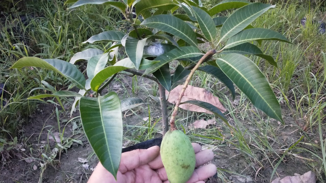 Thai All time mango Already fruiting in one fit tree 🔥🔥 - YouTube