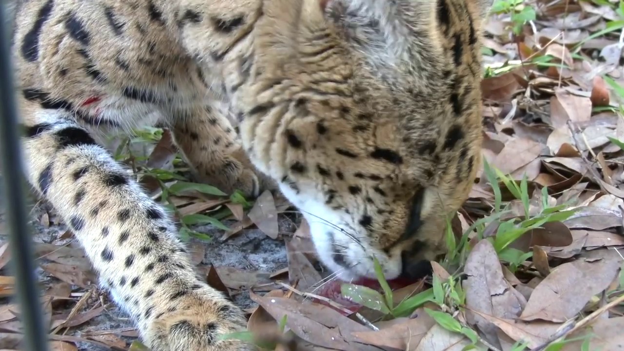Big Cat Talk Roar Purr Meow YouTube big-cat-talk-roar-purr-meow-youtube