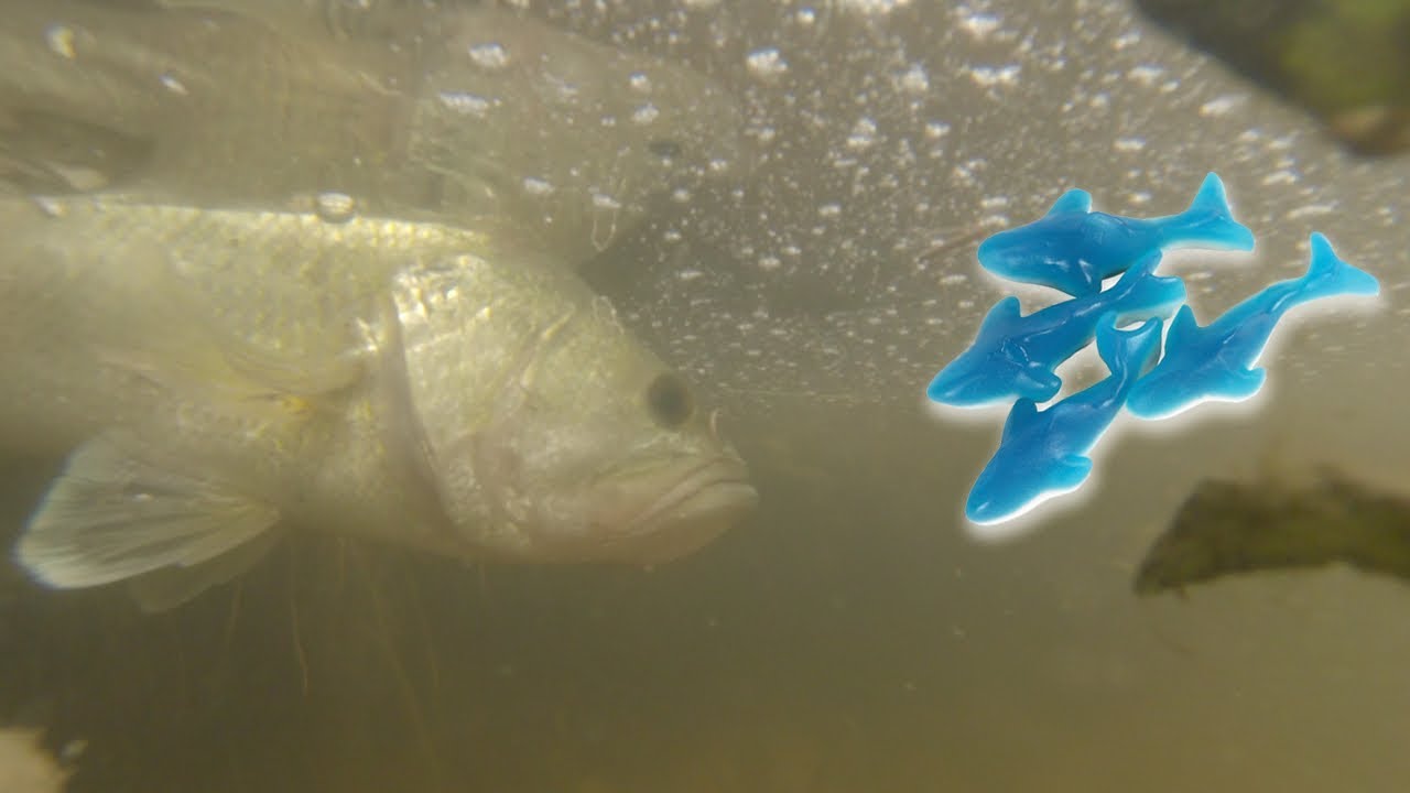 Bass Fishing with Gummy Shark Candy - YouTube