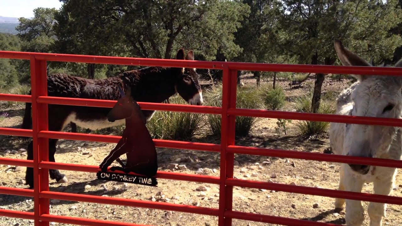IMG 2597: New sign for gate: On Donkey Time. - YouTube