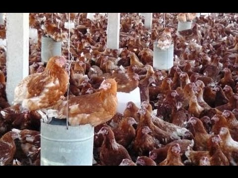 Commercial Poultry Farming in Uganda How to Build a Chicken House in ...