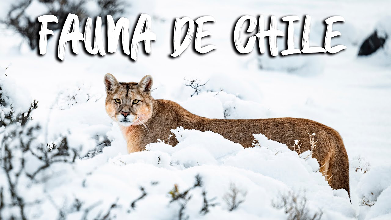 Fauna de Chile - YouTube