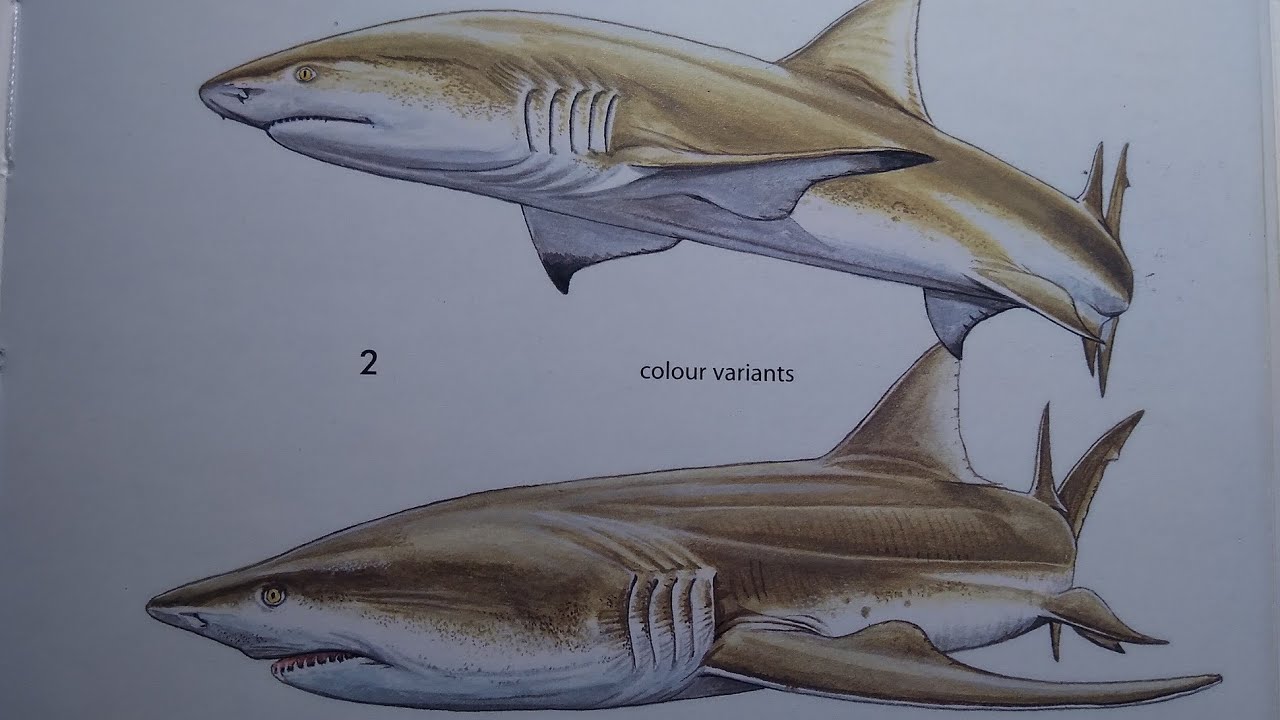 How To Draw a Sharptooth Shark - YouTube