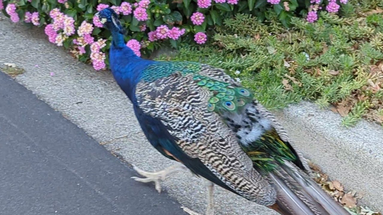 Peacock shedding feathers 🪶 Peacock strolling the streets in a ...