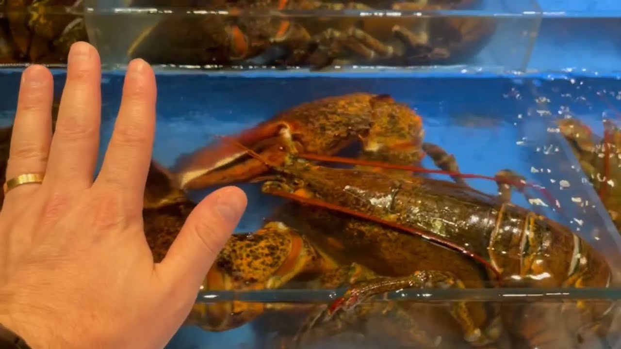 Le plus gros homard de Corée ??? 🦞🦞🦞 - YouTube