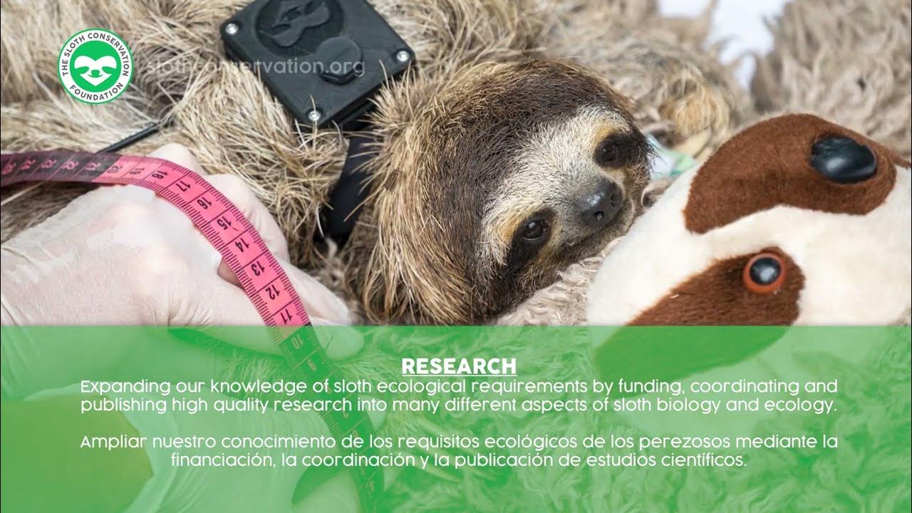 What We Do Together to Save Sloths | The Sloth Conservation Foundation ...