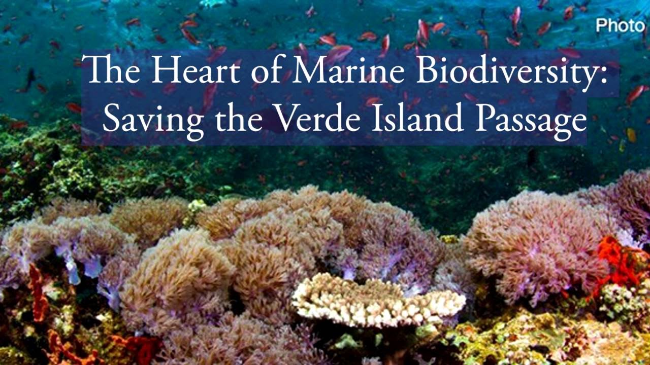 The Heart of Marine Biodiversity Saving the Verde Island Passage ...
