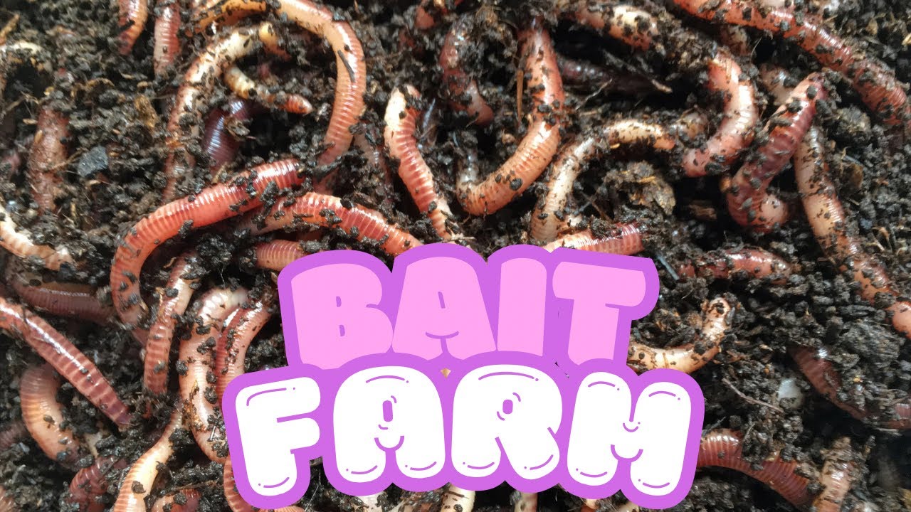 Create a Bait Farm with the kids and I and start a New Journey! - YouTube