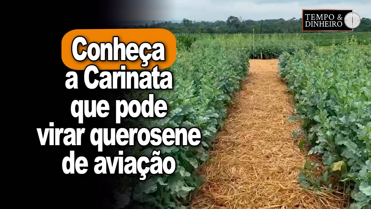 Você conhece a Carinata? Parente da canola ela pode virar querosene de ...