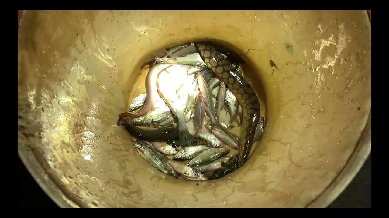 The Best Casting Fish At Night YouTube the-best-casting-fish-at-night-youtube