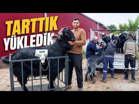 KURBANLIK NAKLİYESİ 2026