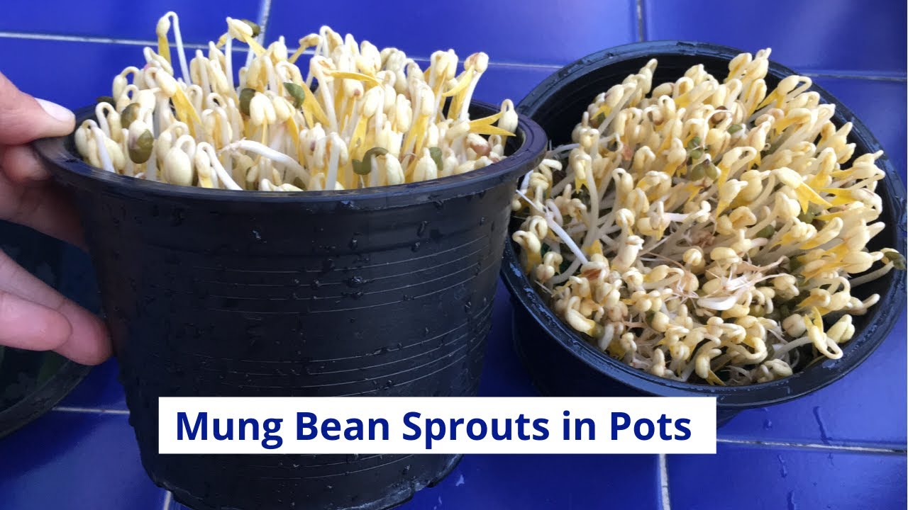 How to Grow Mung Bean Sprouts at Home | Sprouting Munggo (Togue) in ...