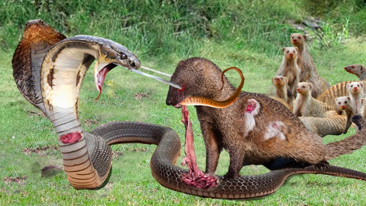 Look What Happens When Mongoose Mercilessly Destroys King Cobra ...