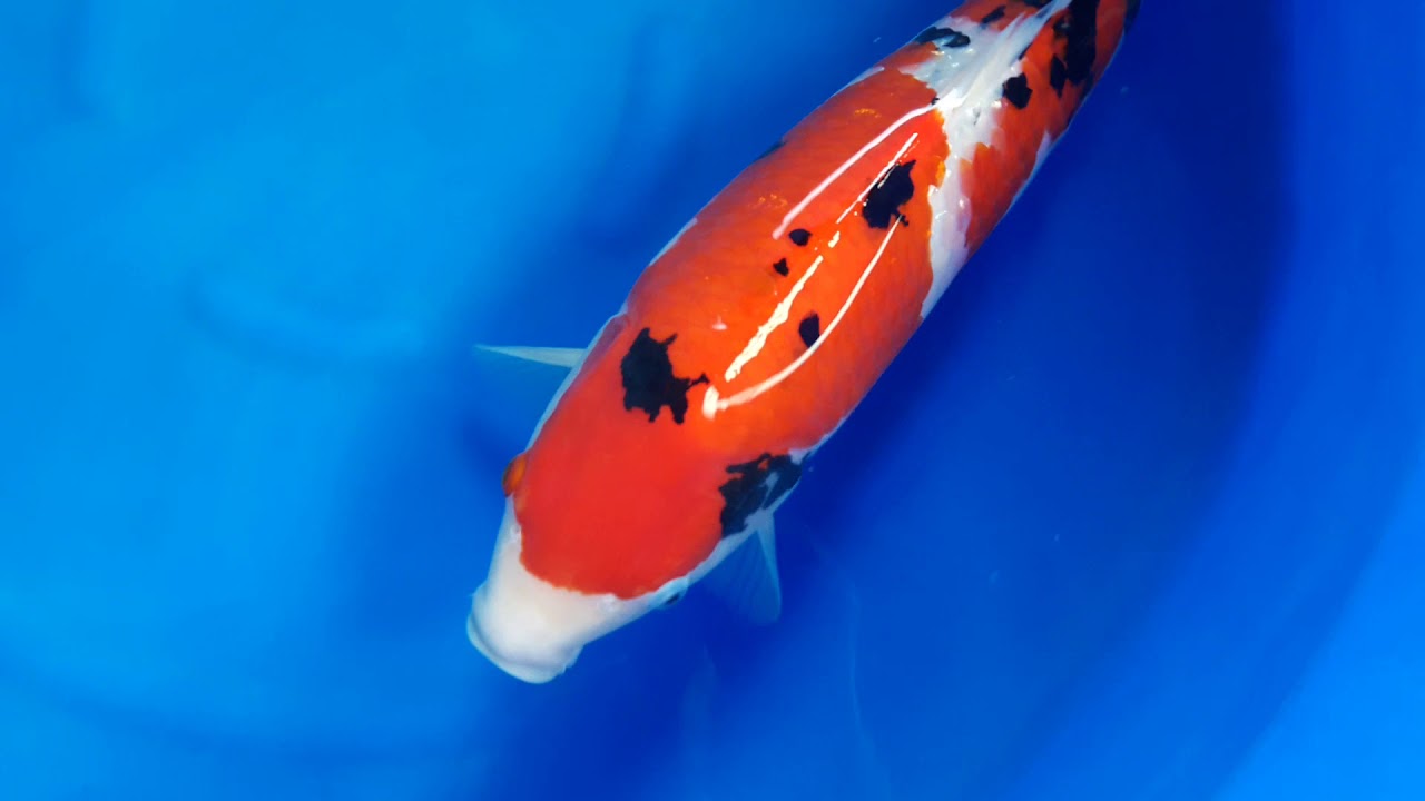 ปลาคาร์พสายพันธุ์ Sanke Odakan ขนาด 53 ซม.-The Exclusive koi Farm - YouTube