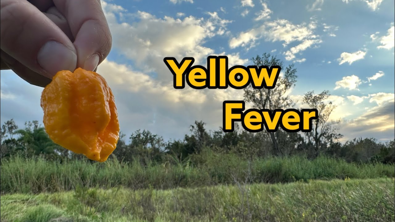 Yellow Fever | Pepper Review - YouTube