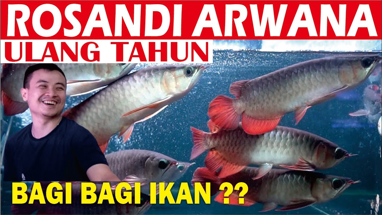 ROSANDI ARWANA ULANG TAHUN BAGI BAGI IKAN - YouTube