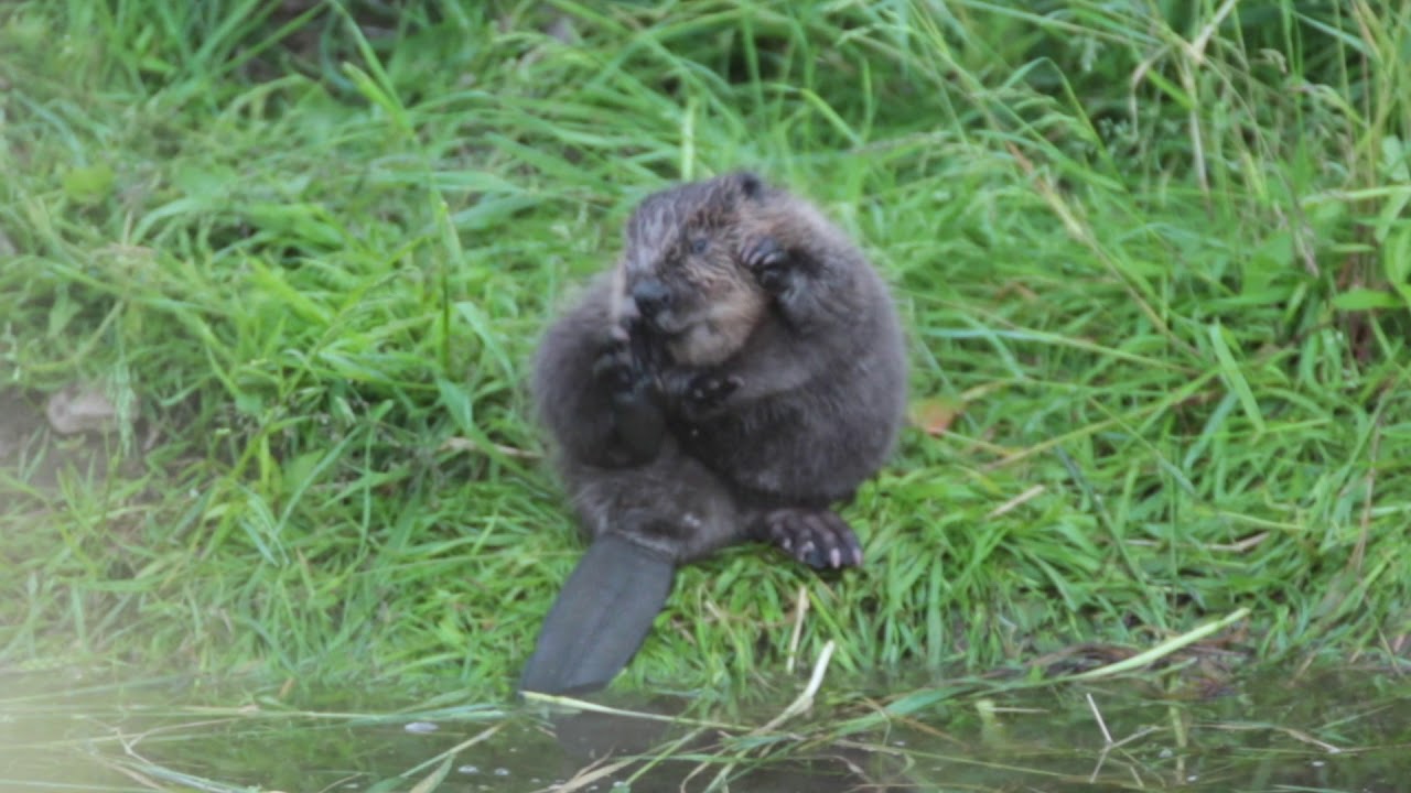Beaver grooming - YouTube