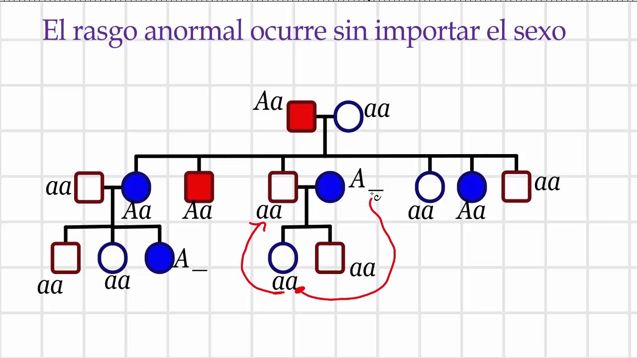 Análisis de Pedigrí en herencias autosómicas, resumen - YouTube