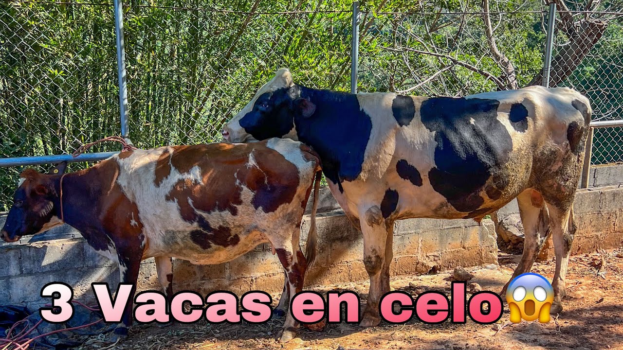 😱🐄Llevamos el toro a las vacas que andaban en celo las agarro a todas 😱 ...