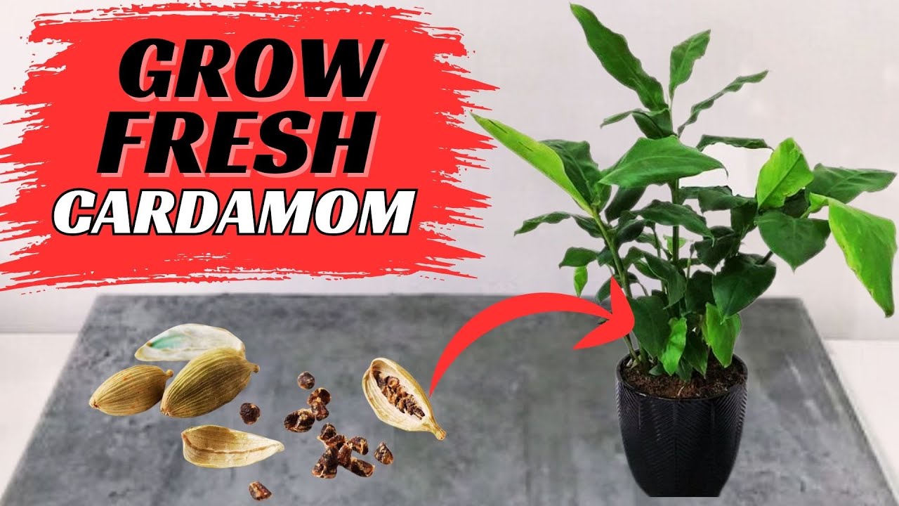 How To Grow Cardamom Plant at Home? - YouTube