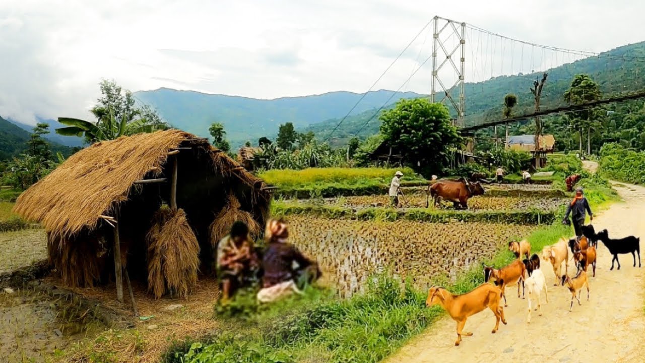 Visiting the Most Beautiful Rice Field Near my Village | Nepali Village ...