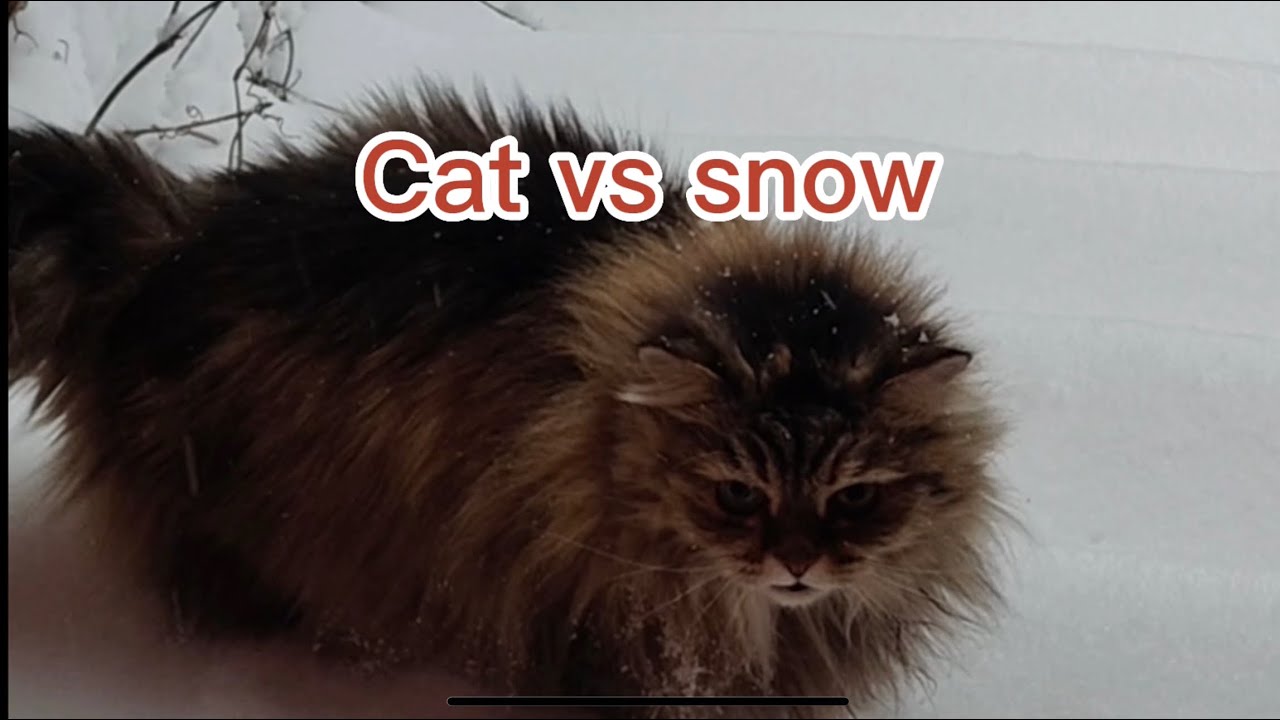 Cat is angry on winter. Doesn’t like snow. #catsofyoutube - YouTube