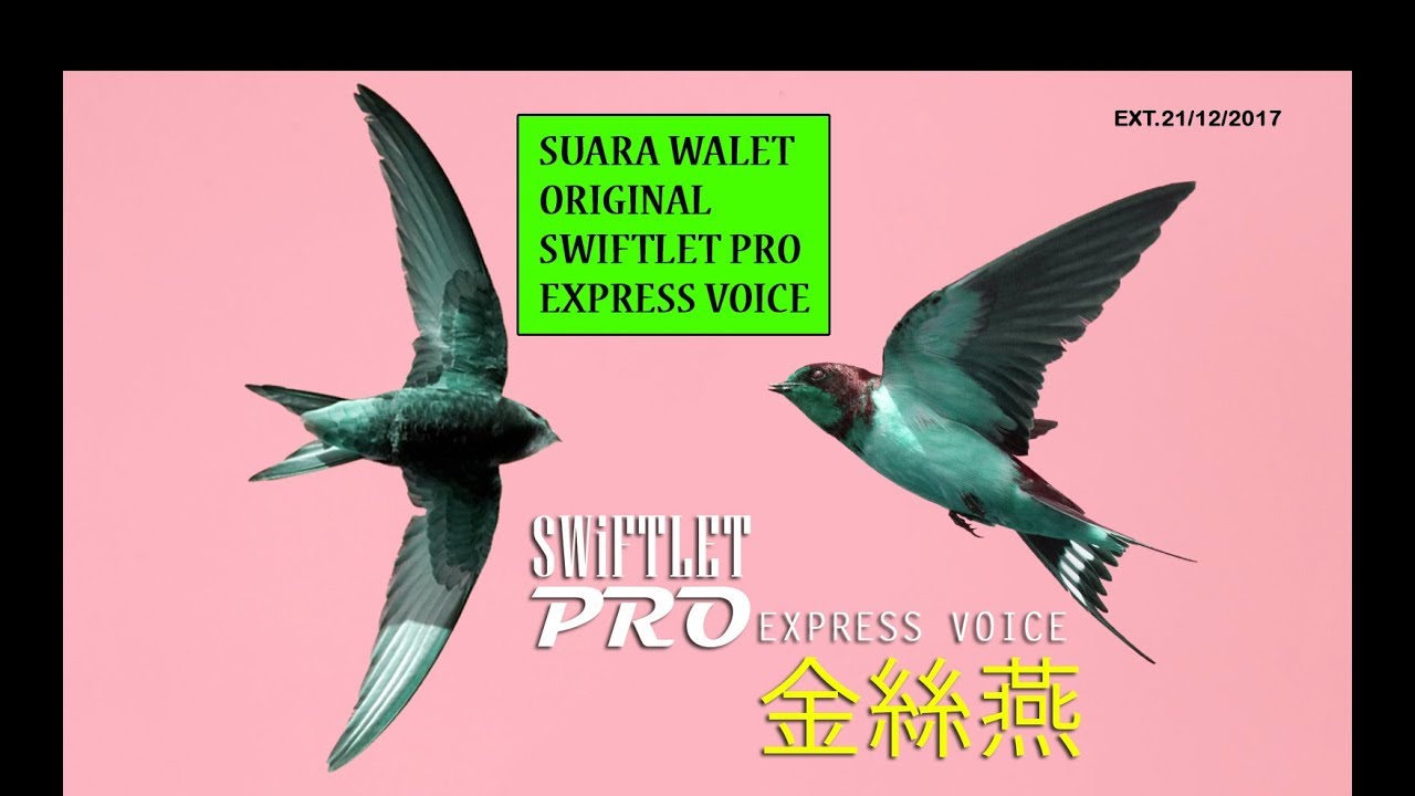 SWIFTLET PRO EXPRESS VOICE | SUARA PANGGIL WALET ORIGINAL HQ-001 - YouTube