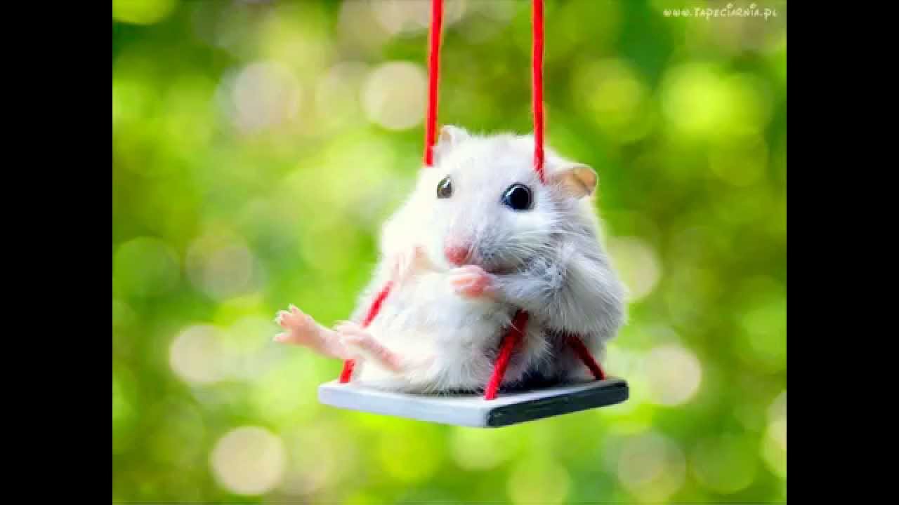 Dancing with hamster ! - YouTube