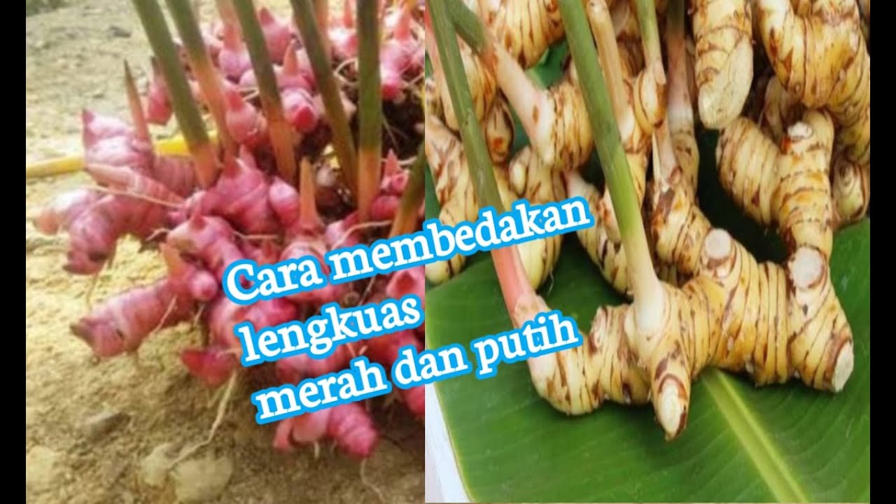 Cara membedakan lengkuas putih dan lengkuas merah - YouTube