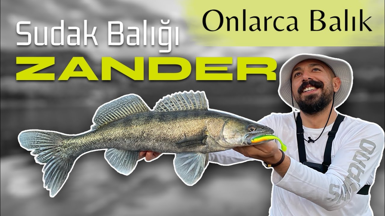 Sudak Balığı Nasıl Yakalanır? / Zander Fishing / (рыба судак) - YouTube