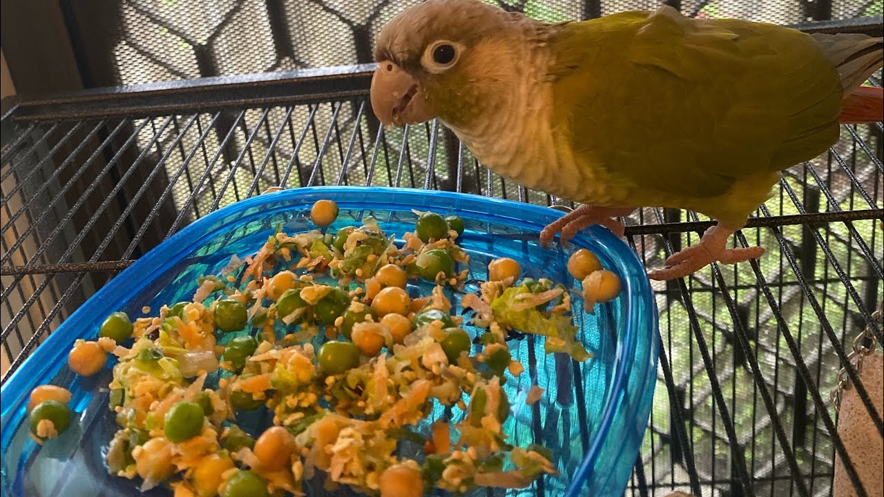 Parrot Chop ~ How I made chop for my conure - YouTube